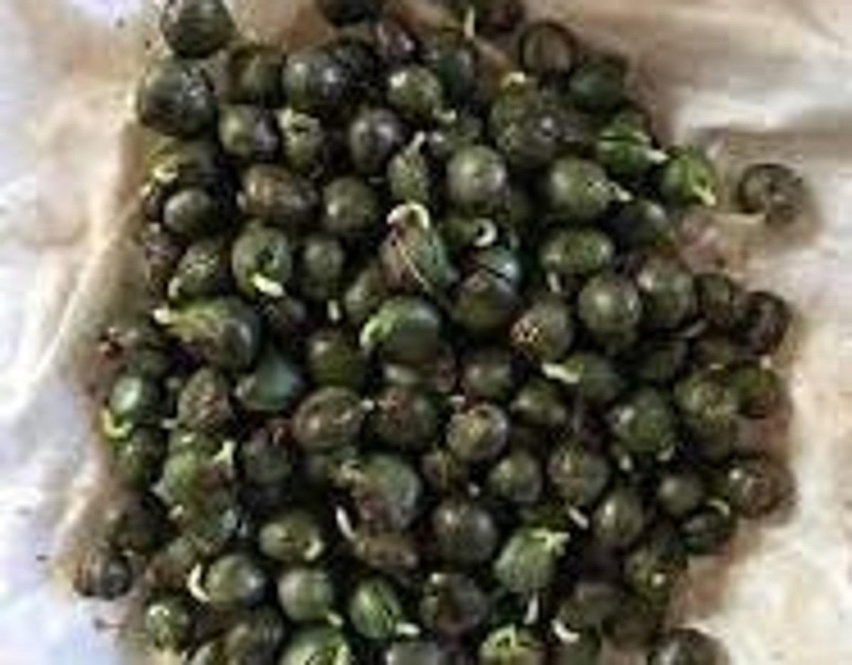 50+ Seeds Fresh Curry Tree Seeds, Murraya Koenigii Or Bergera Koenigii ...