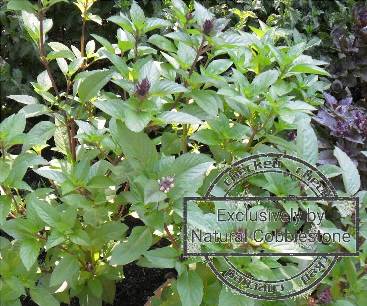 50+ Seeds Cinnamon Basil Mexican Spice Basil Seeds Organic Ocimum Basi ...