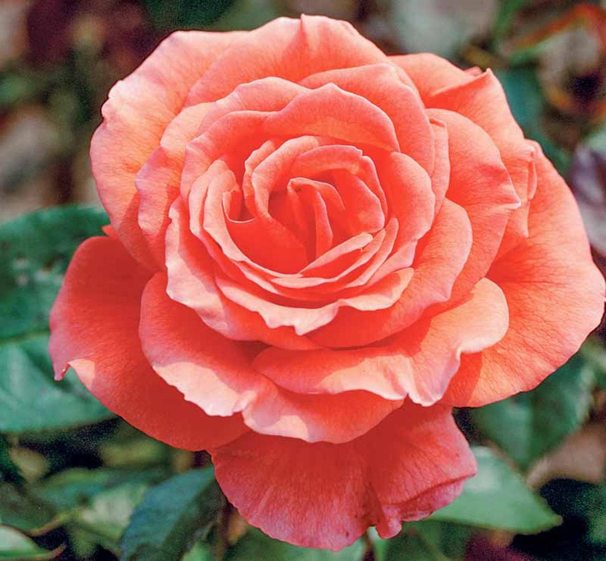 + Rare Seeds Tropicana Hybrid Tea Rose Seeds 100+ Seeds Get - Perfect ...