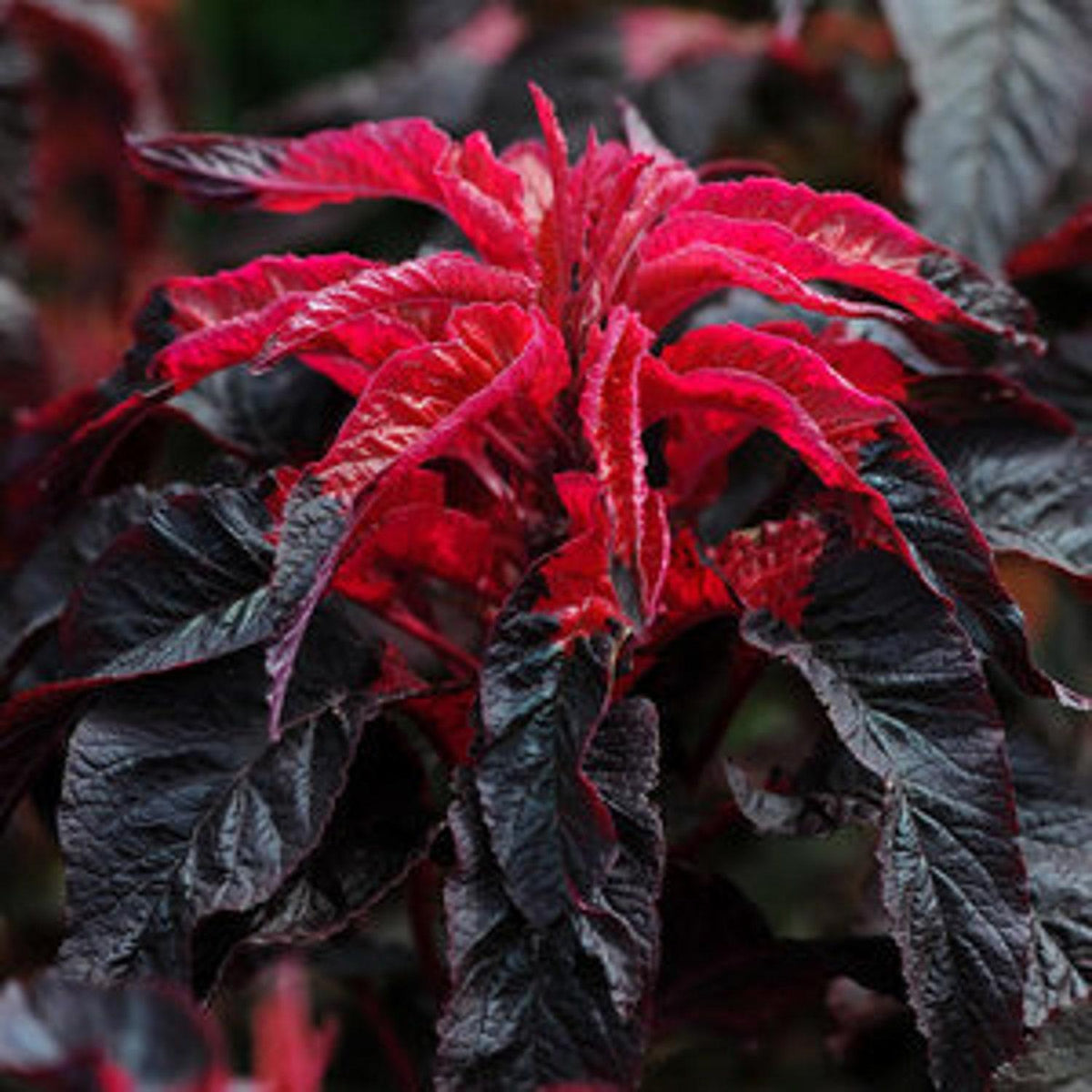 50+ Seeds Amaranth Early Splendor Seeds, Red And Chocolate Brown Leave ...