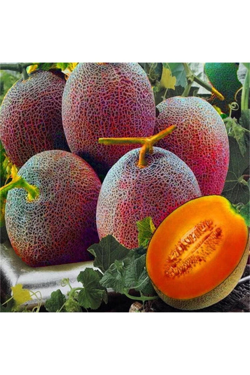 Ancestry Turkish Melon Seeds 35+ Seeds Per Pack - Perfect for Planting ...