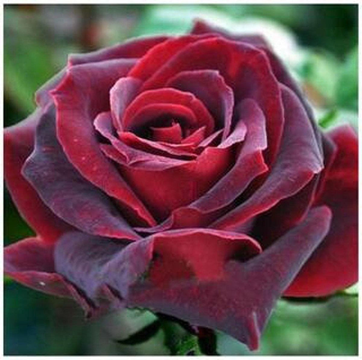 + Pcs Rare Seed True Blood Rose Seeds Flower Seeds A78+ Seeds Get - Pe ...