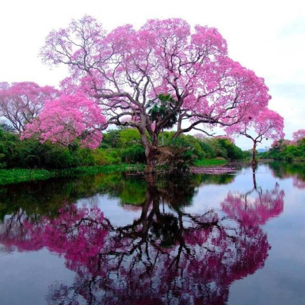 50+ Seeds Royal Princess Tree Seeds - Perfect for Planting and Gifting ...