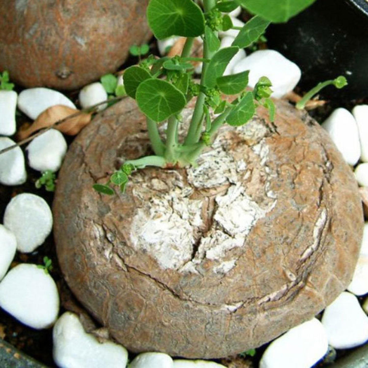 50+ Seeds Stephania Cepharantha Seeds Plant - Perfect for Planting and ...