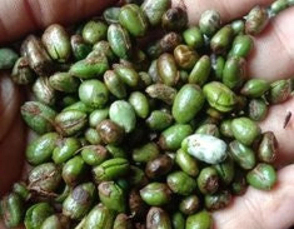 50+ Seeds The Curry Tree Seeds, Murraya Koenigii Or Bergera Koenigii ...