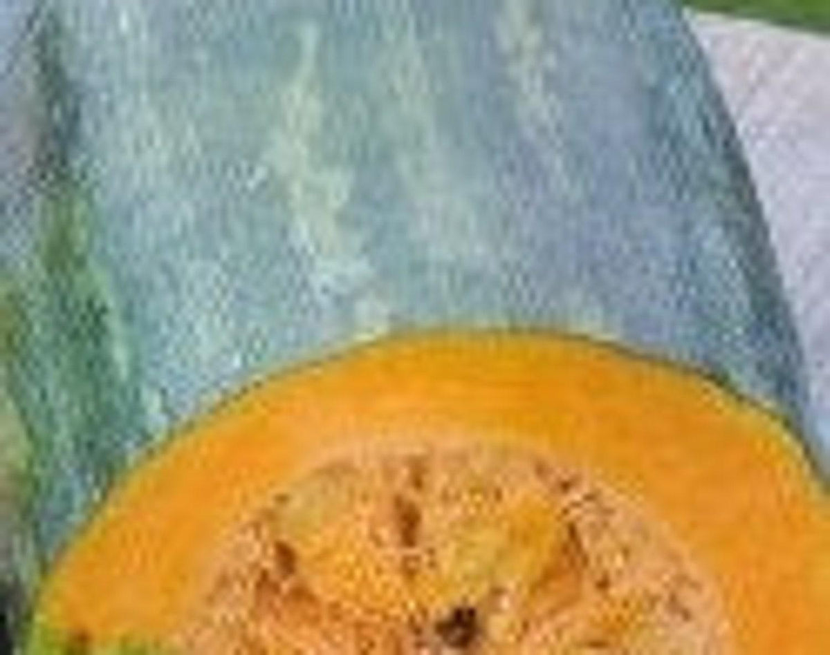 Italian Squash Lunga Di Napoli 35+ Seeds - Perfect for Planting and Gi ...