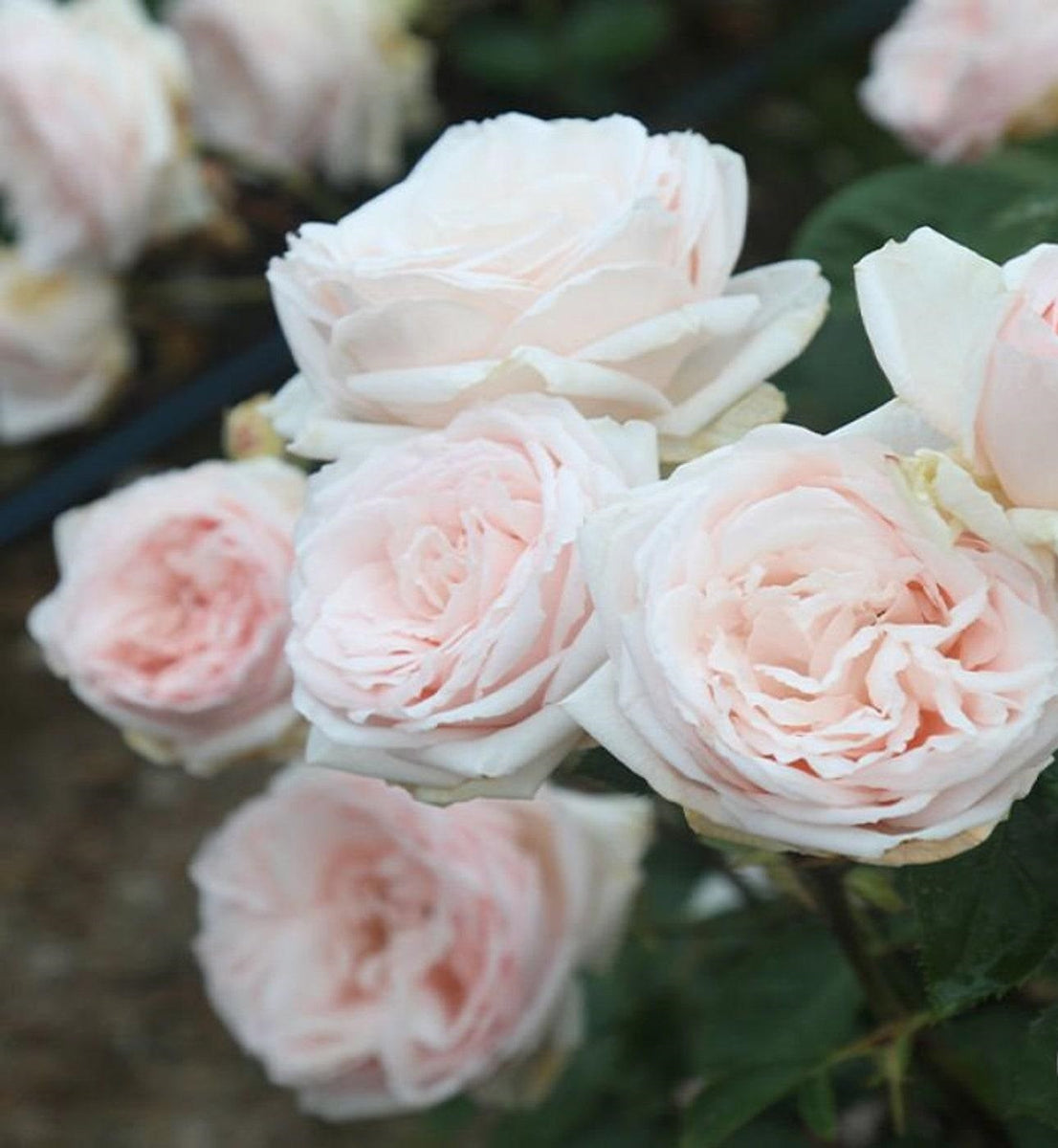 + Rare Seeds Prairie Star Hardly Rose Seeds 100+ Seeds Get - Perfect f ...