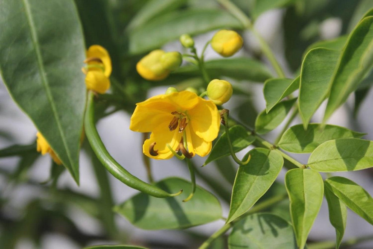 100+ Seeds Senna Alexandrina Seeds, Indian Senna Seeds , Alexandrian S ...