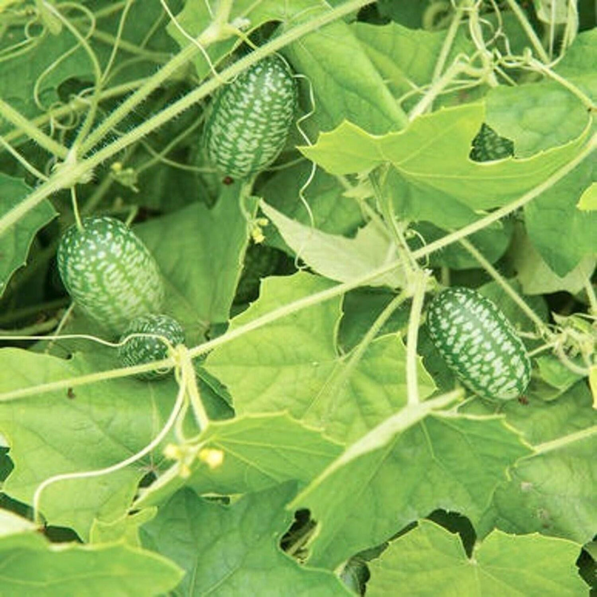 Cucamelon Aka Moe Melon 35+ Seeds - Perfect for Planting and Gifting ...
