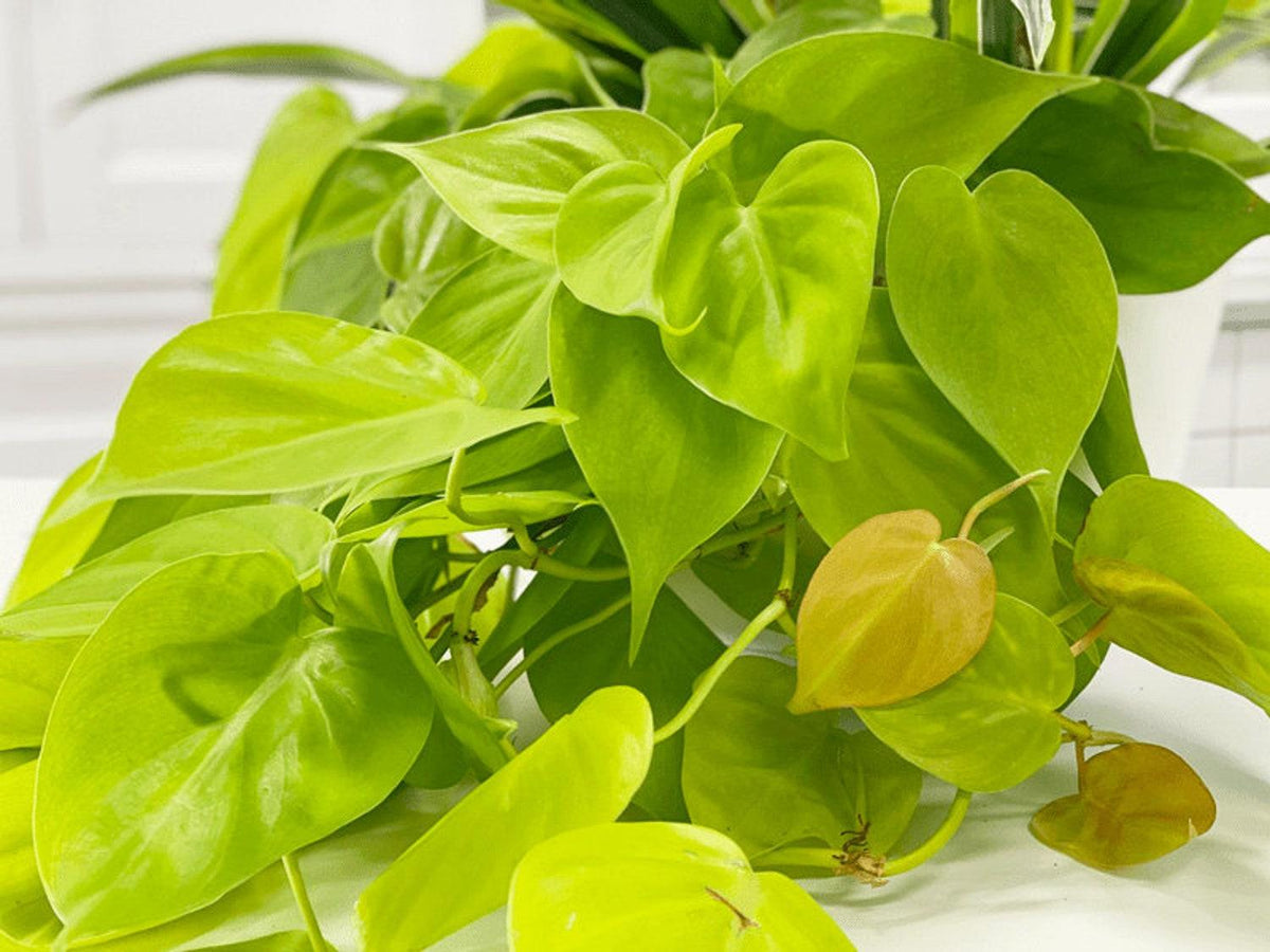 Rare Neon Hos Hoe Plants Rare Plant Indoor Plants Or 35+ Seeds - Perfe ...