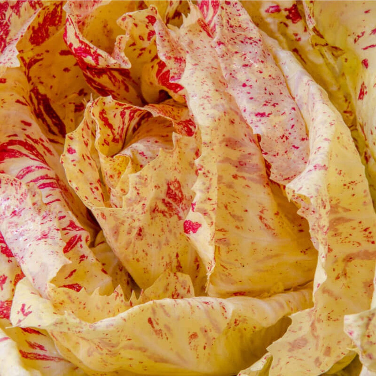 100+ Seeds Variegata Di Castelfranco Chicory Seeds - Perfect for Plant ...