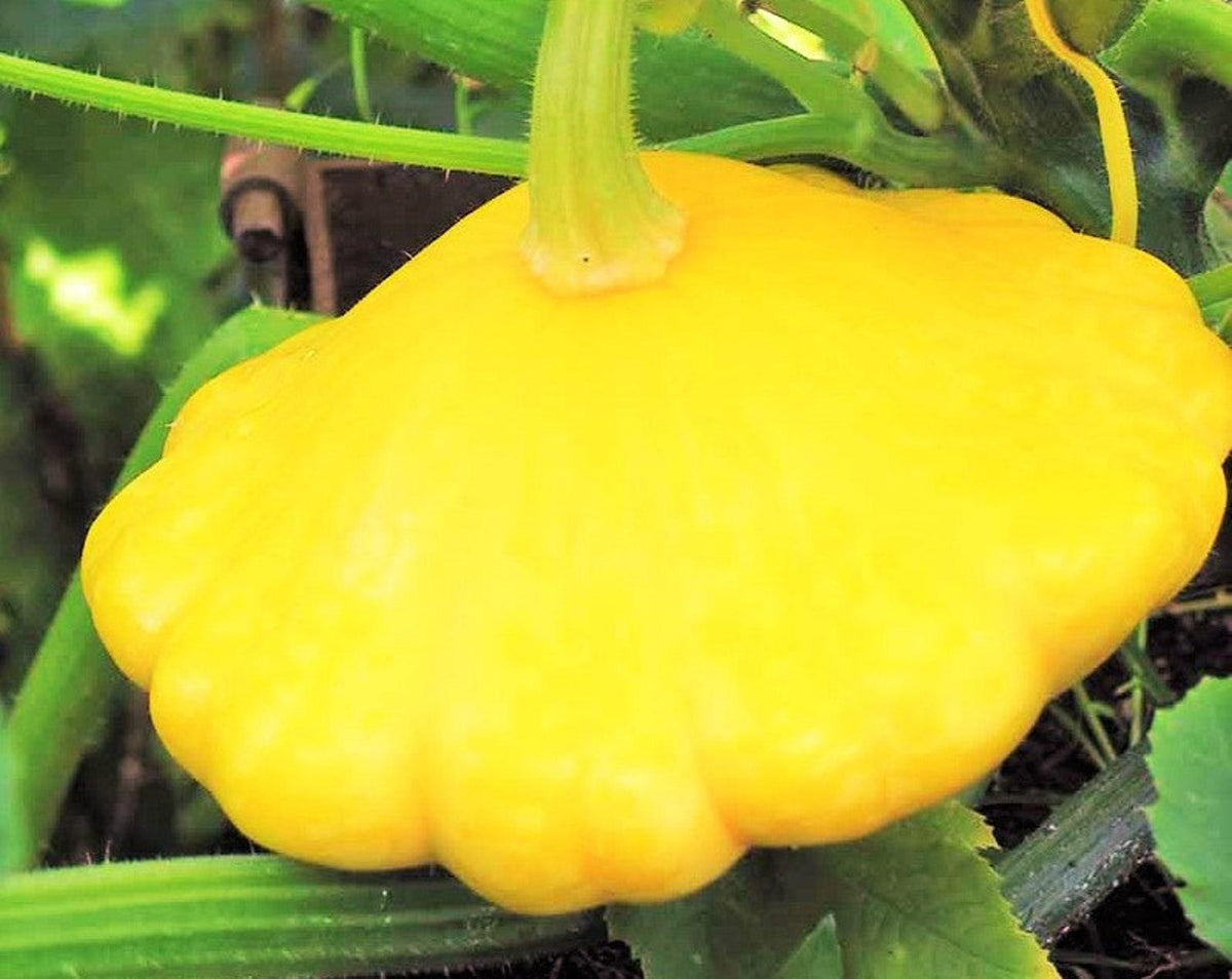 Sunburst Yellow Patty Pan Seeds Bush Scallop Squash Summer Golden Pati ...