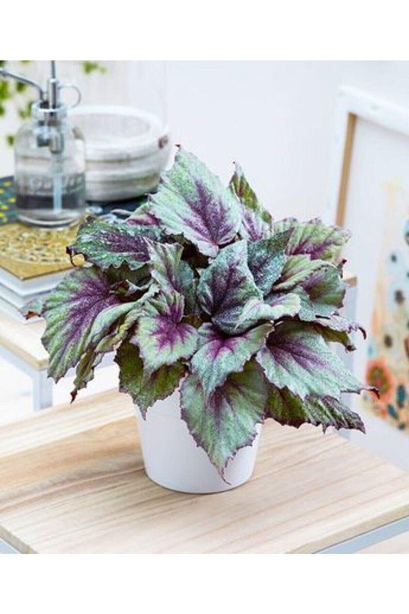 Cole Seeds Glauco (35+ Seeds Per Pack) - Perfect for Planting and Gift ...