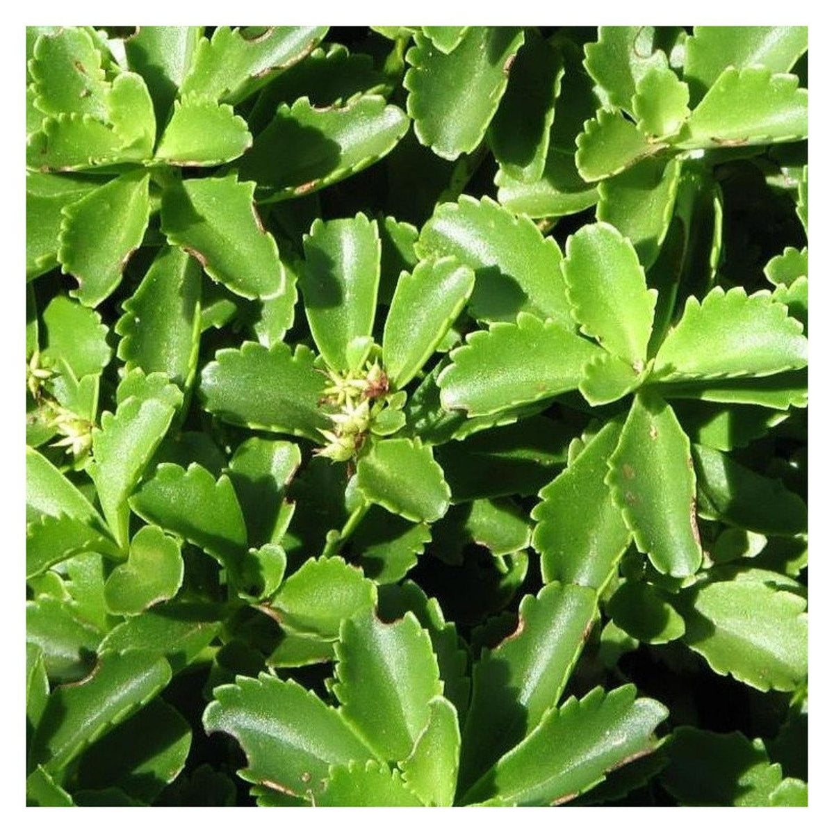 30+ Seeds Sedum Ellacombianum, Japanese Stonecrop - Perfect for Planti ...