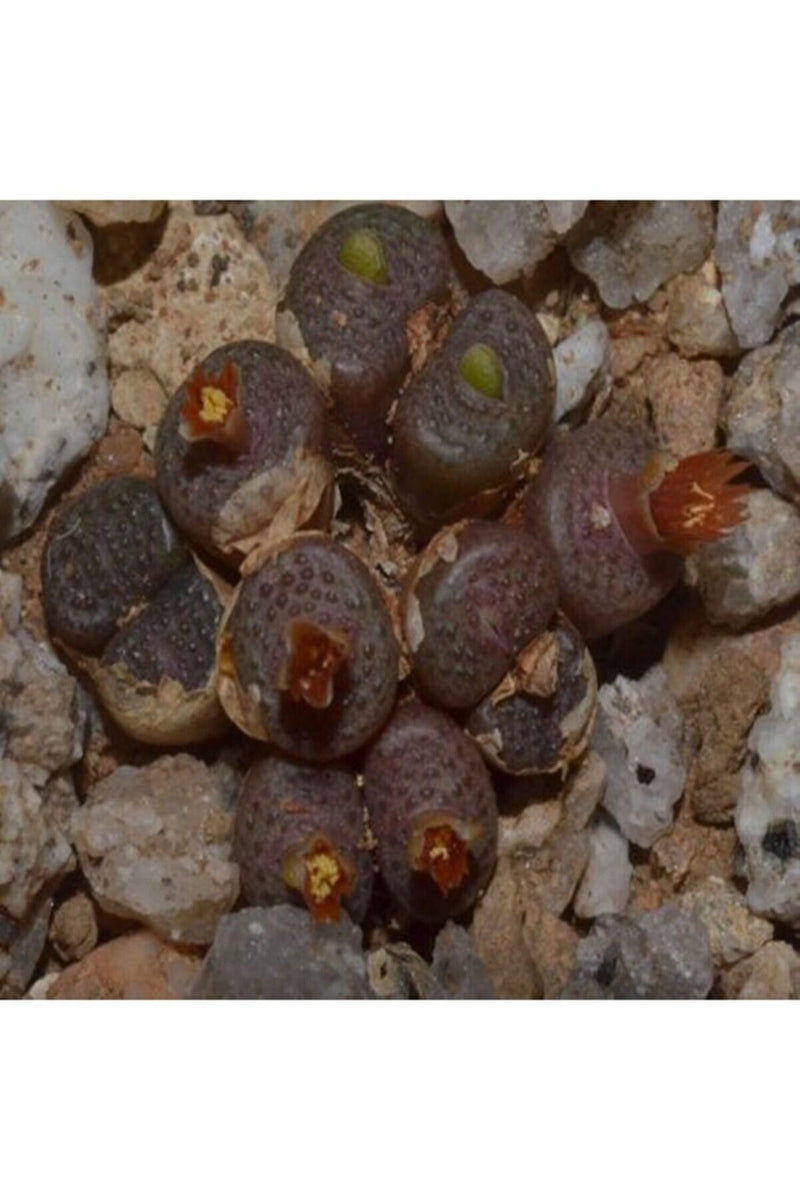 Succulent Seeds Conophytum Armianum (35+ Seeds Per Pack) - Perfect for ...