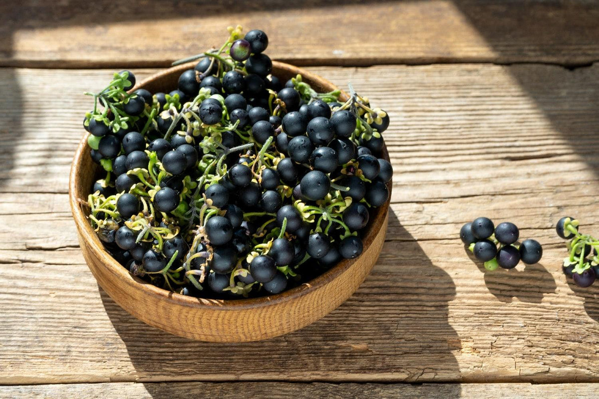 Wonderberry Shrub Solanum Burbankii Growing 35+ Seeds Week Fruit Yield ...