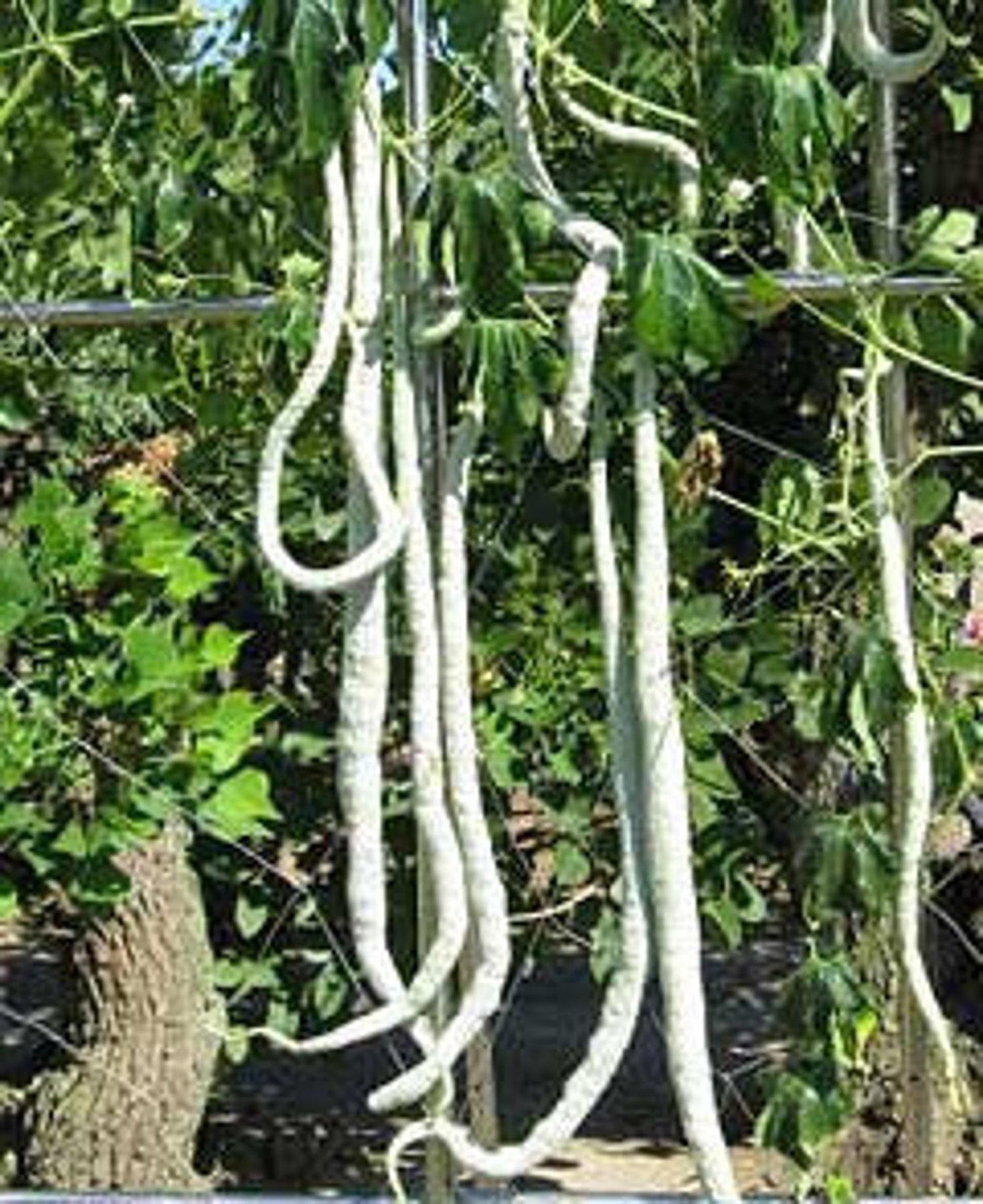 50+ Seeds Long Snake Gourd, Serpent Gourd, Serpent Foud, Angled Snake ...