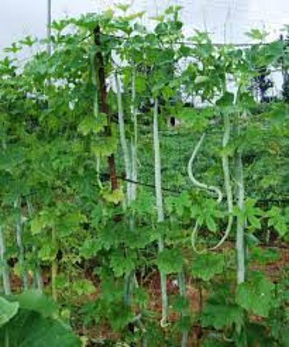 50+ Seeds Long Snake Gourd, Serpent Gourd, Serpent Foud, Angled Snake ...