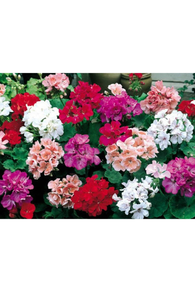Geranium Seeds Bicolor, ( 35+ Seeds Per Pack) - Perfect for Planting a ...