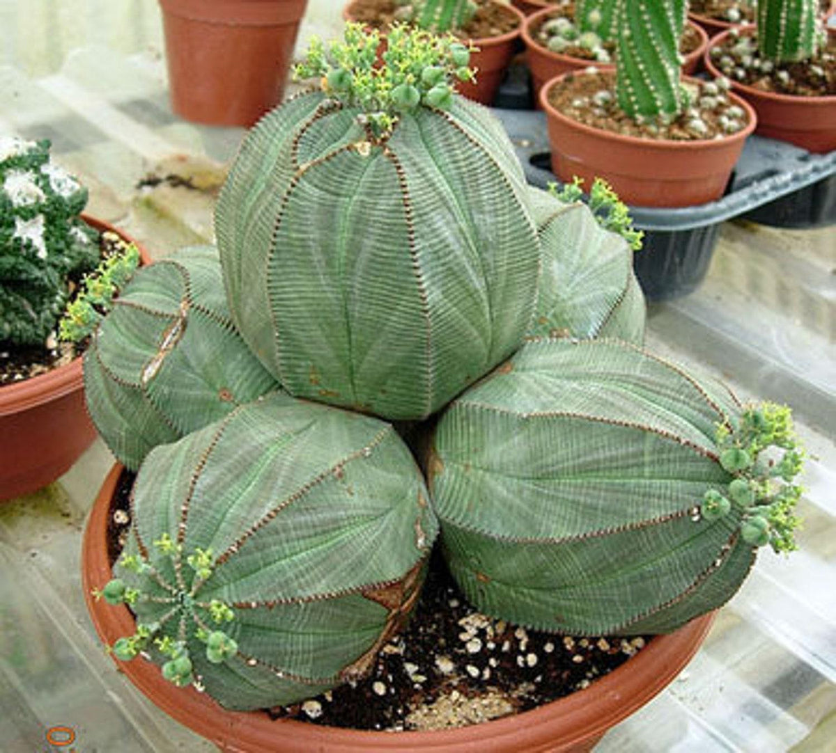 Euphorbia Obesa Baseball Plant Rare Endangered Succulent 35+ Seeds - P ...