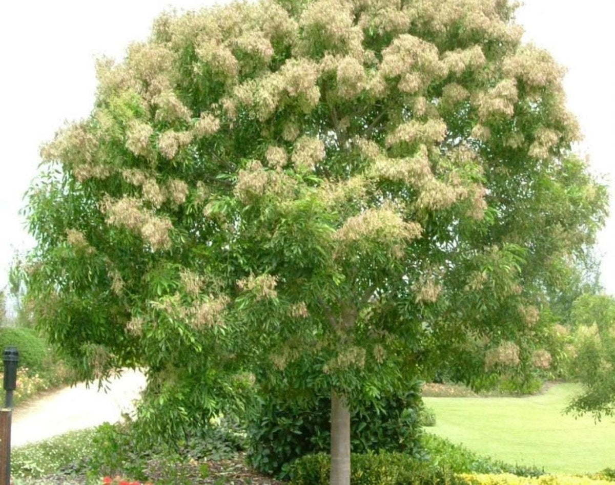 100+ Seeds Fraxin Griffithii Fresh Seeds, Himalayan Ash Seeds, Floweri ...