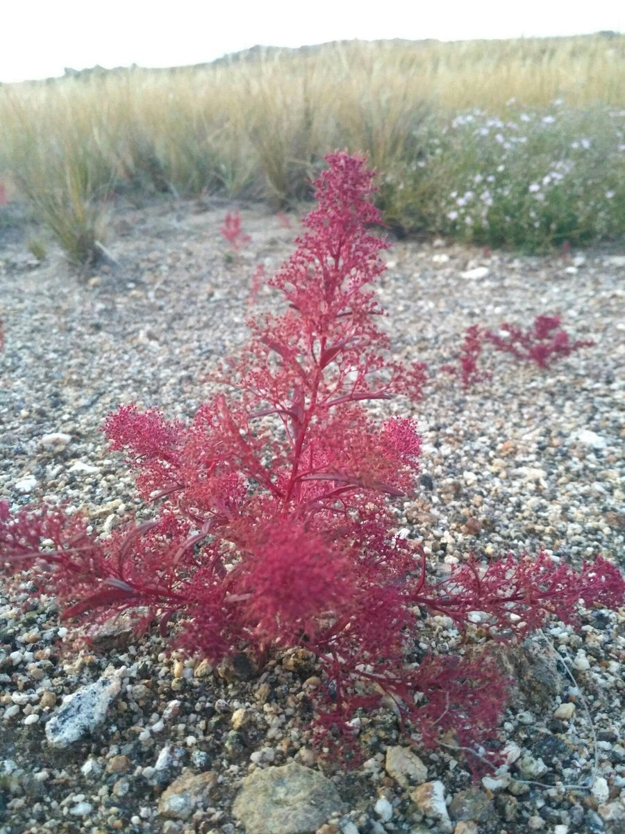 Seafoam Tree Teloxys Aristata Unual Annual Seeds Bouquet Craft Bonsai ...