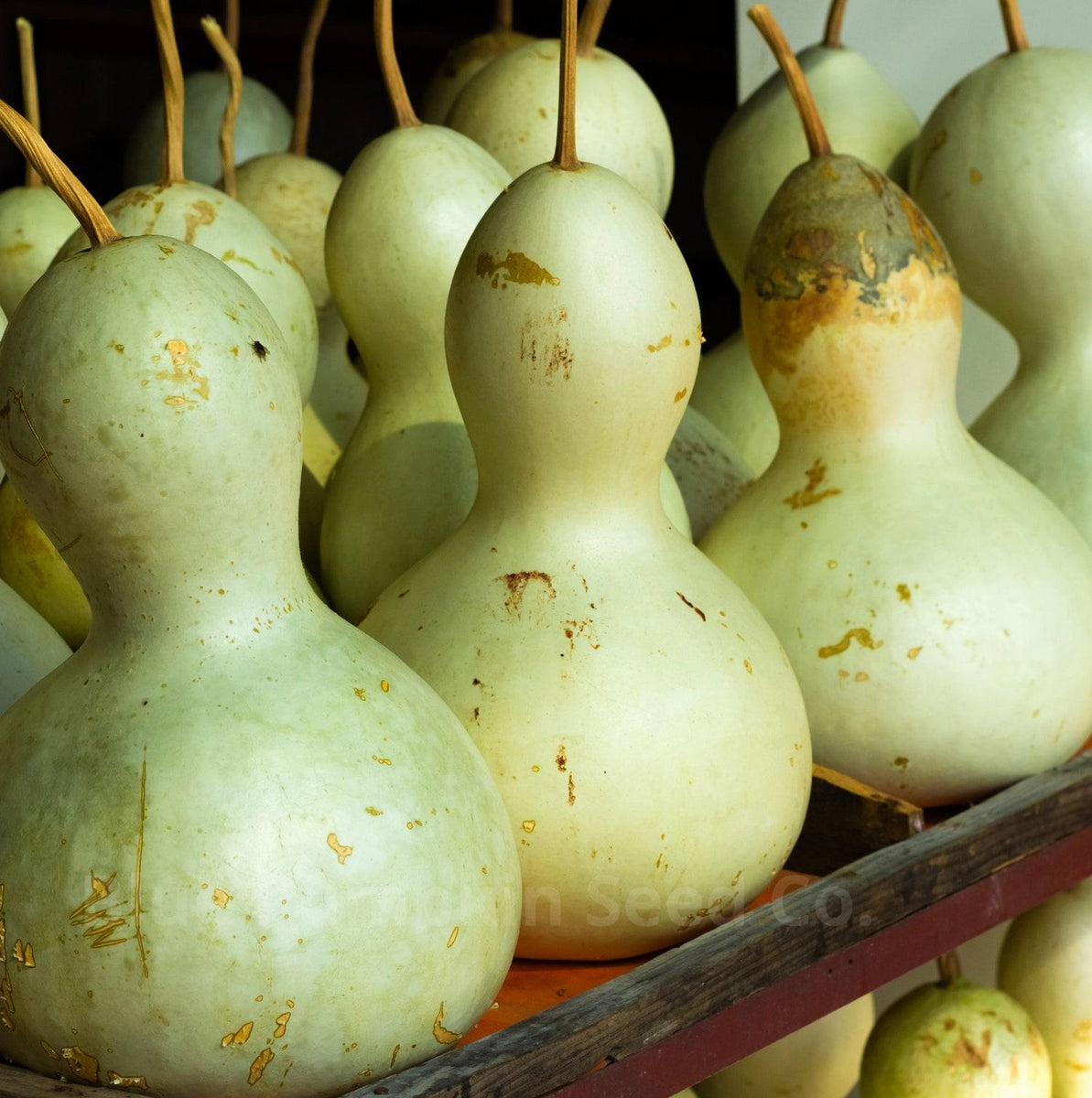 50+ Seeds Bottle Gourd Seeds Calabash Sees, Birdhoe Gourd Seeds, Bird ...