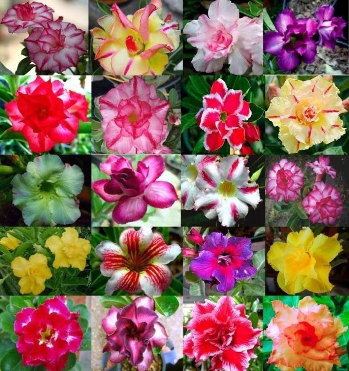 100+ Seeds Desert Rose Seeds (adenium Obesum) Mixed Colors Varieties S ...