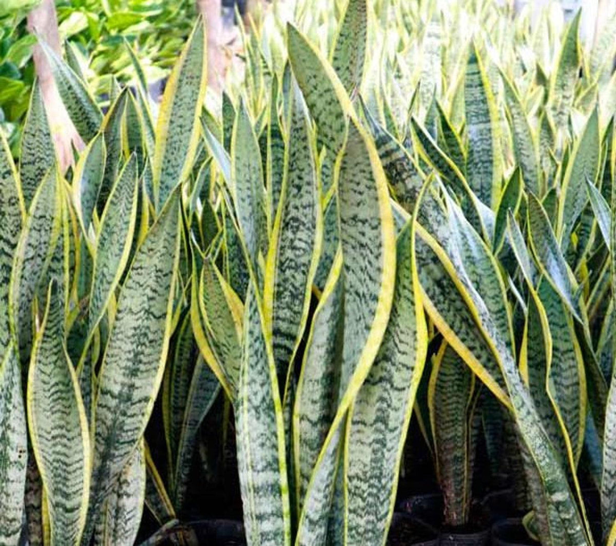 Giant Snake Plant Hoe Plants Rare Plant Indoor Plants 35+ Seeds - Perf ...