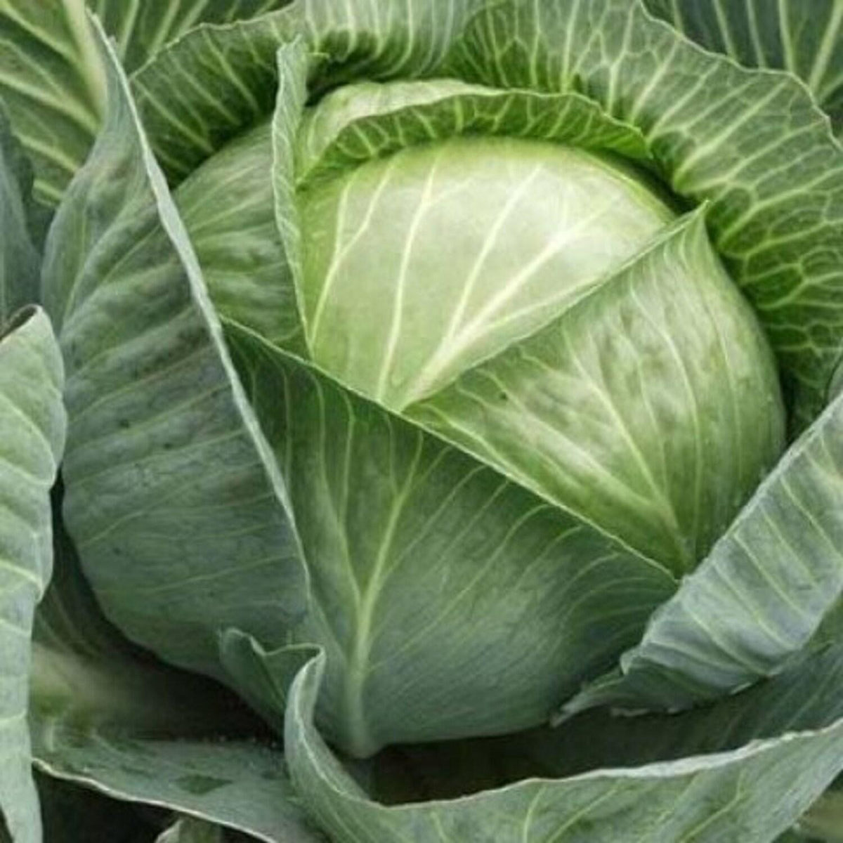 Vegetable Seeds Cabbage Stone Head From Ukraine 100+ Seeds - Perfect f ...