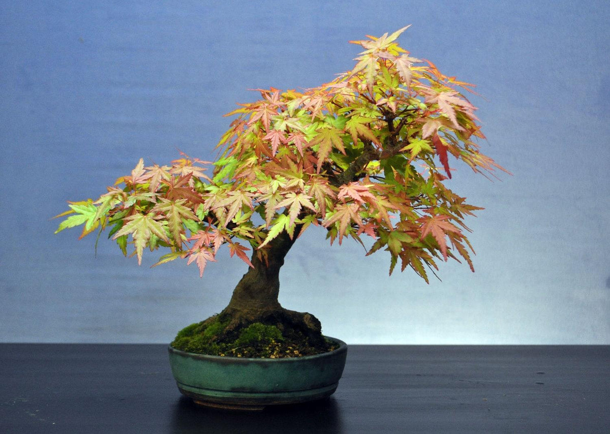 50+ Seeds Trident Maple Tree Or Bonsai Seeds, Buergerianum - Perfect f ...