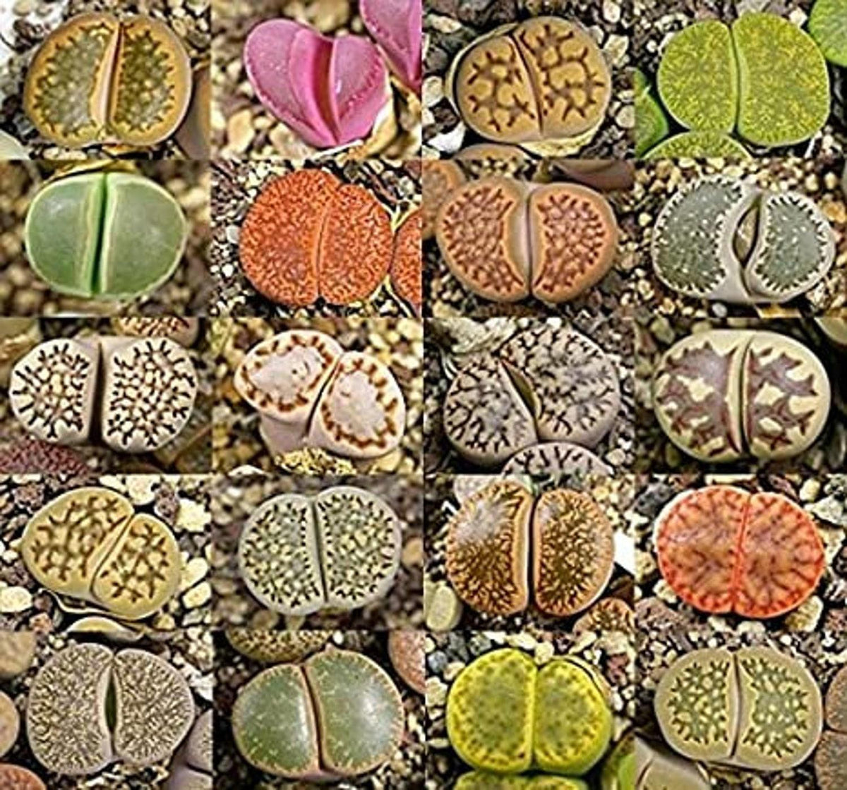 Lithops Mixed Seeds Succulent Seeds Rarely Offered At Least 50+ Seeds ...