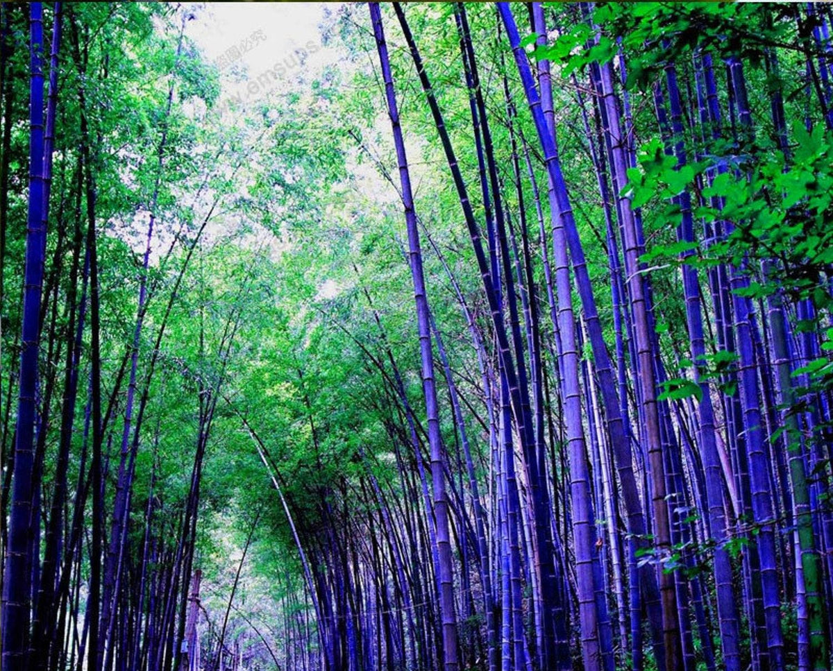 Rare Purple Bamboo Seeds, Lucky Bamboo, 35+ Seeds Pcs Pack Ourdoor Pla ...