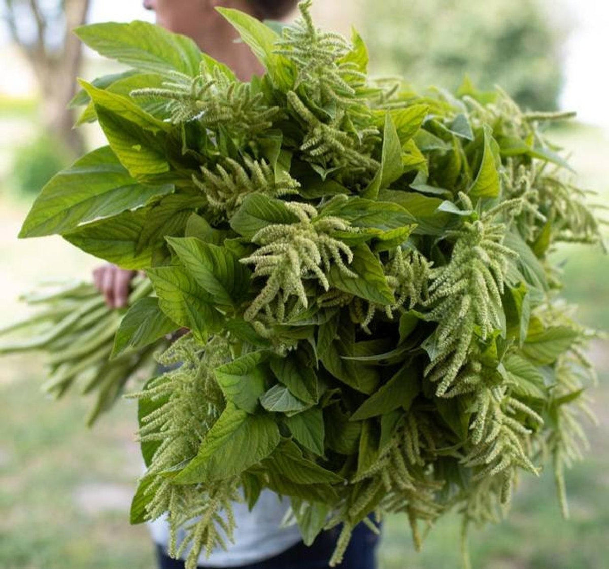 100+ Seeds For Planting Gardening Green Jamaican Callaloo Amaranth Del ...