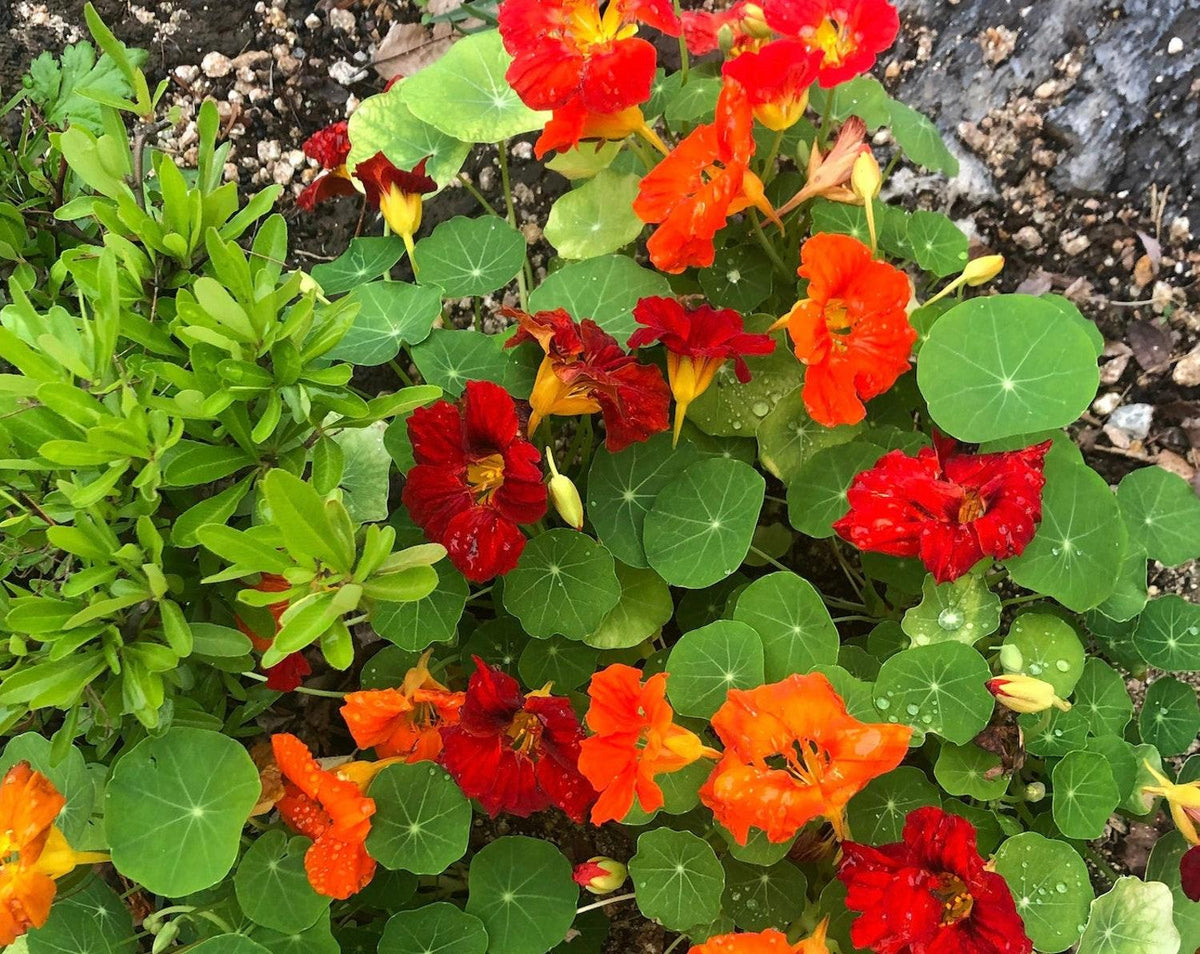 Glorious Gleam Trailing Nasturtium Seeds, Dwarf Trailing Nasturtiums ...