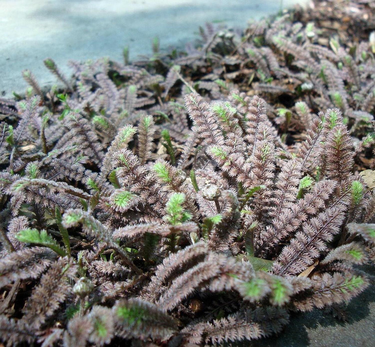 Black Brass Buttons Leptinella 35+ Seeds Terrariumfairy Gardenhoeplant ...