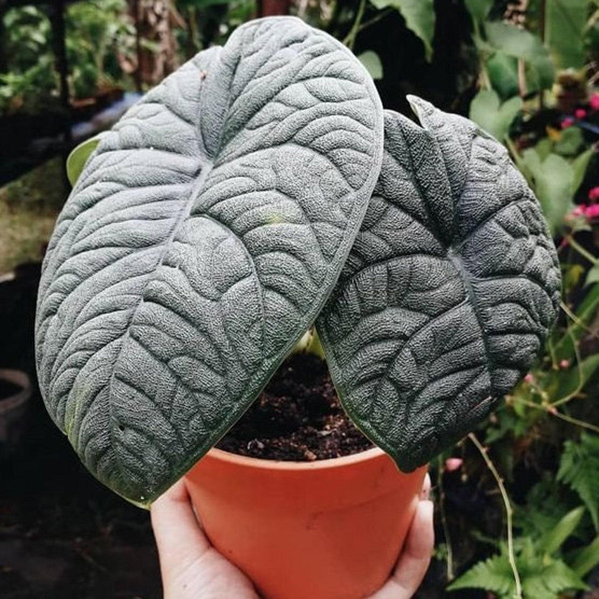 Alocasia Melo Hoe Plants Rare Plant Indoor Plants 35+ Seeds Inch Seeds ...