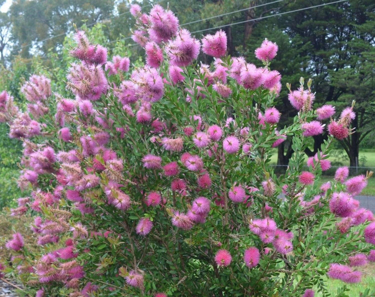 100+ Seeds Callistemon Sieberi, River Bottlebrh Pink Seeds, Melaleuca ...