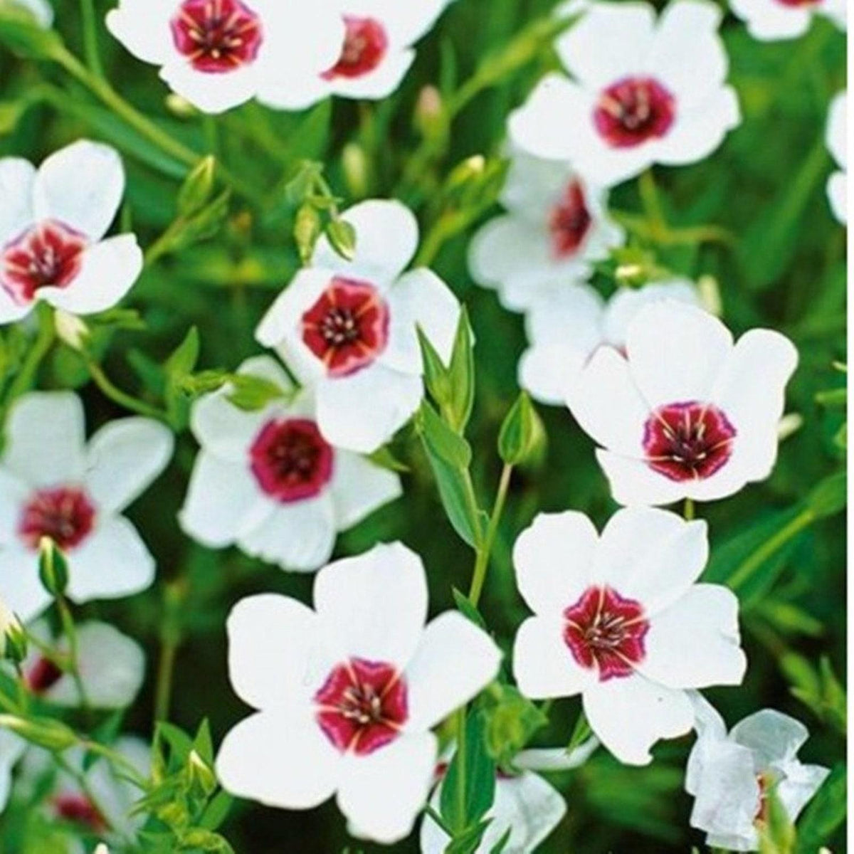 Flowering Flax Clear Eyes Seeds Annual Flowering For Planting 100+ See ...