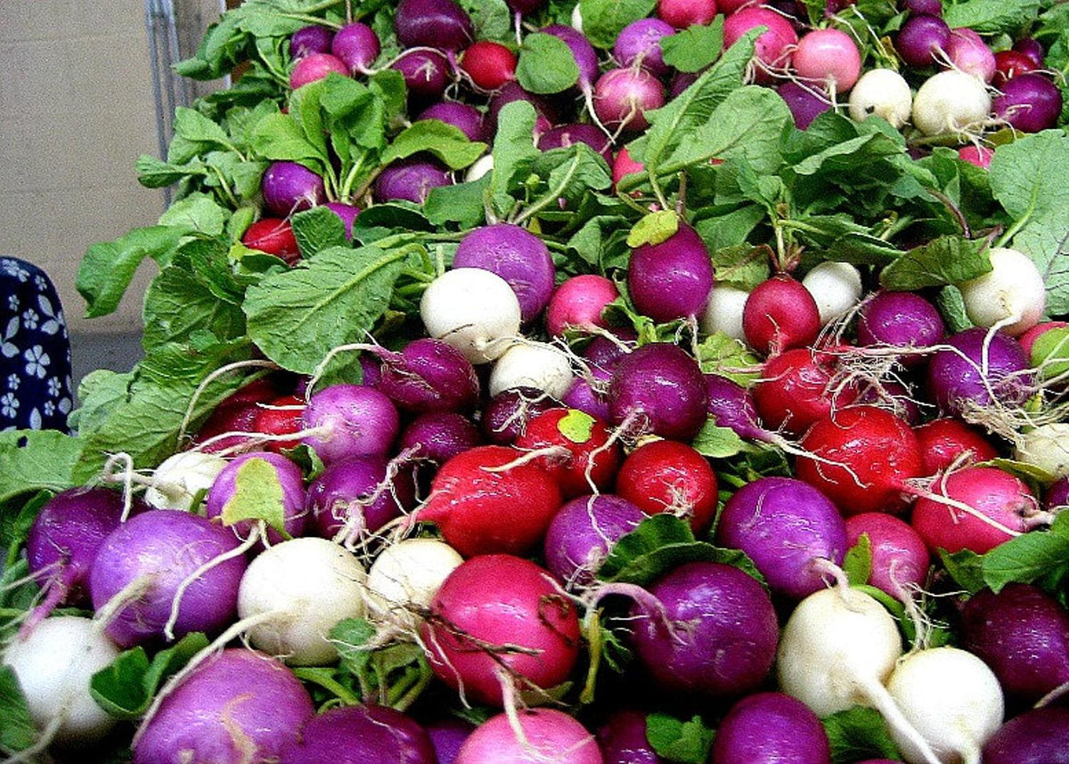 Rainbow Radish Mix, 100+ Seeds, Crazy Colors, Classic S, Plant In Fall ...