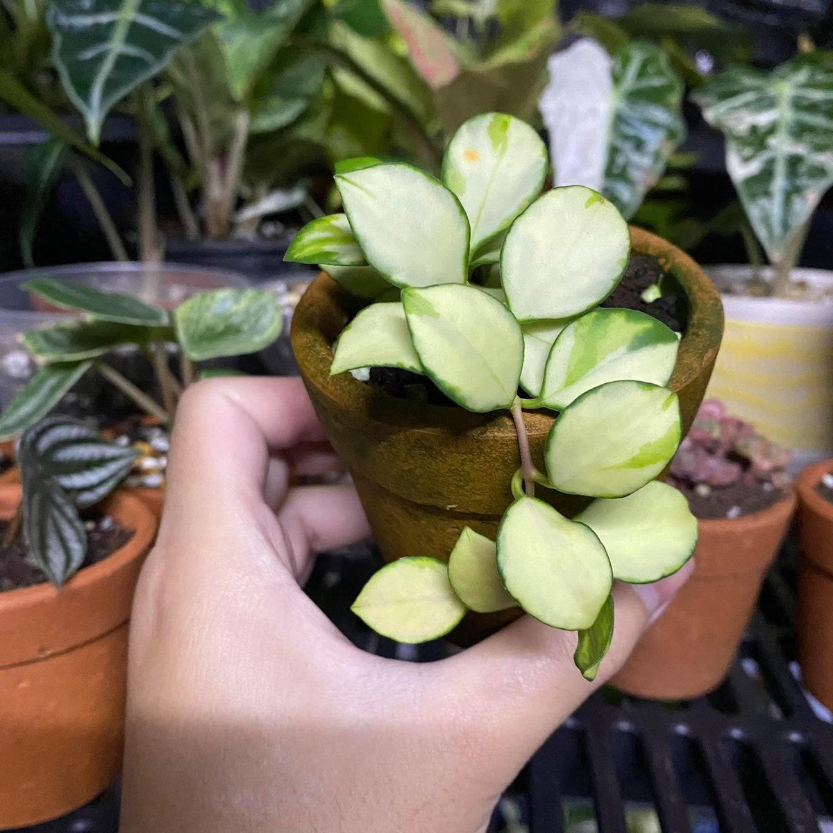 Hoya Hechkeliana Variegata Seeds Wax Plant Hoe Plants Rare Plant Indoo ...