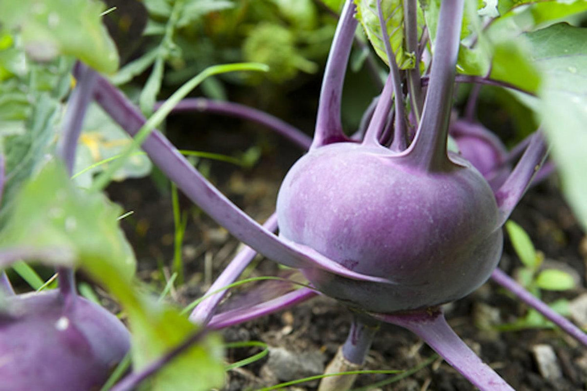 100+ Seeds Kohl Rabi Purple Vegetable Seed Kohlrabi Purple Sweet Gourm ...