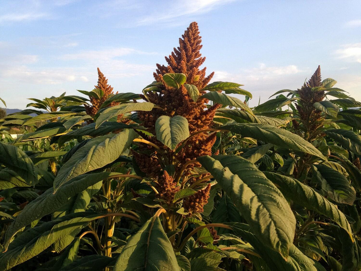 Giant Orange Amaranth Seeds ( 100+ Seeds ) Certified , Seed Packet, Un ...
