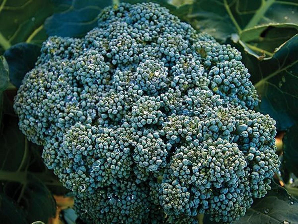 50+ Seeds Vkb) Calabrese Broccoli Seeds Delicio Healthy - Perfect for ...