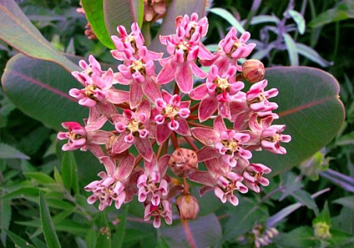 Asclepias Sullivantii, Prairie Milkweed, Smooth Milkweed, 35+ Seeds, F ...