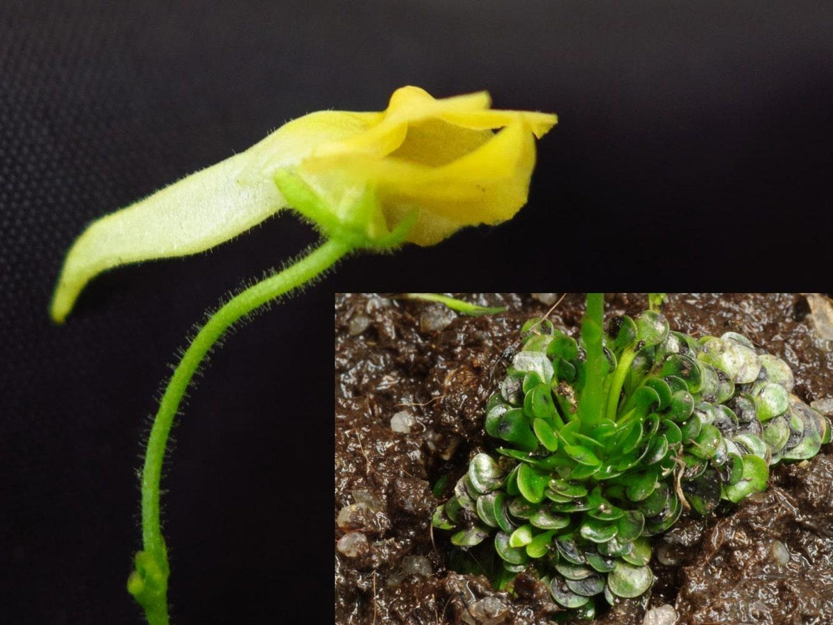 Genlisea Aurea Corkscrew Carnivoro Plant 35+ Seeds Fresh Seeds Very Ra ...