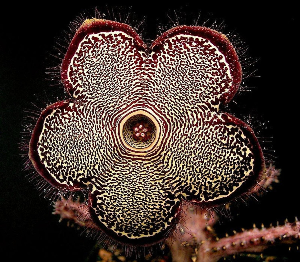 Edithcolea Grandis Carpet Flower Succulent Extremely 35+ Seeds Rare Se ...