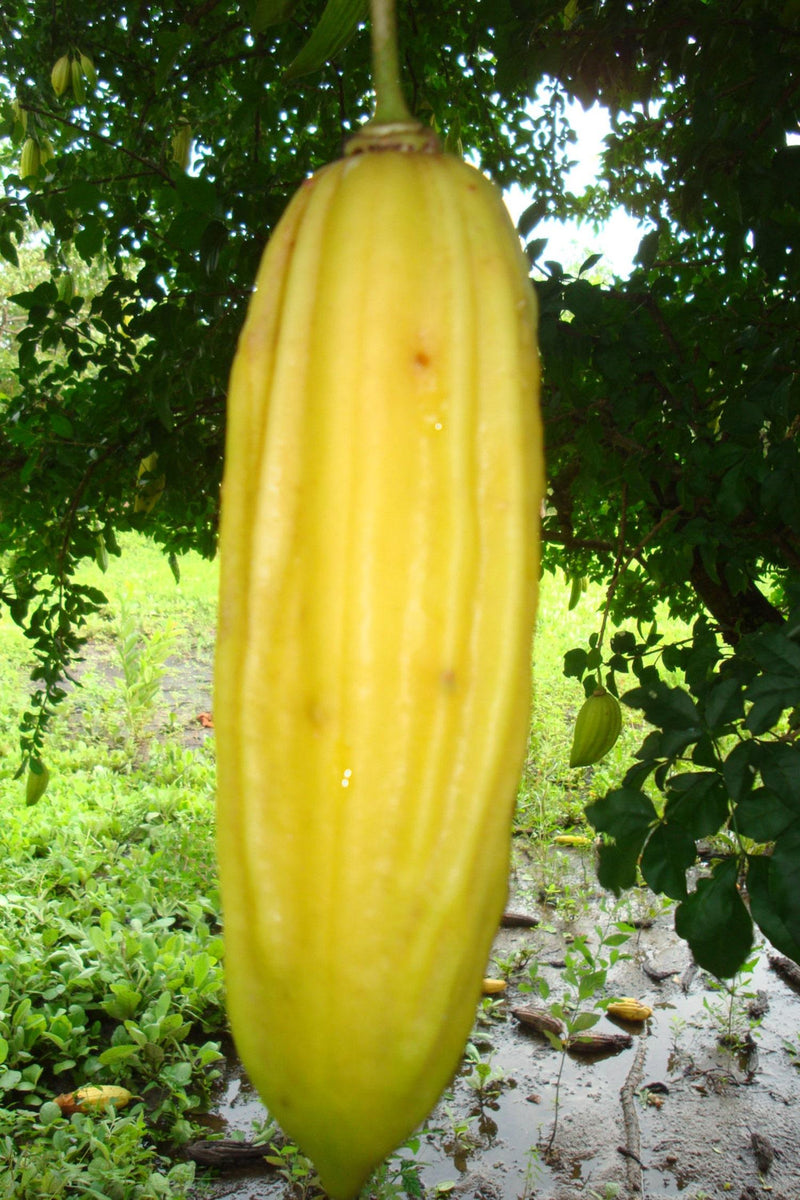 Parmentiera Edulis Aculeata Guajilote Edible Sweet Tropical Fruit 35 ...