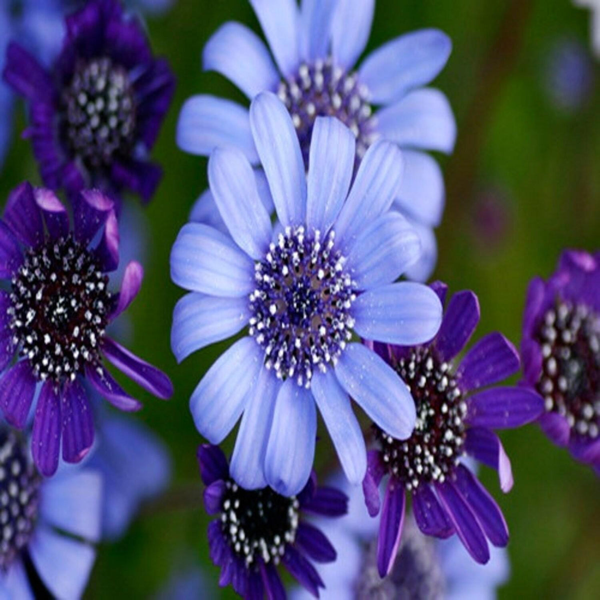 Felicia Blues Blue Daisy Flower Seeds (felicia Heterophylla) 50+ Seeds ...