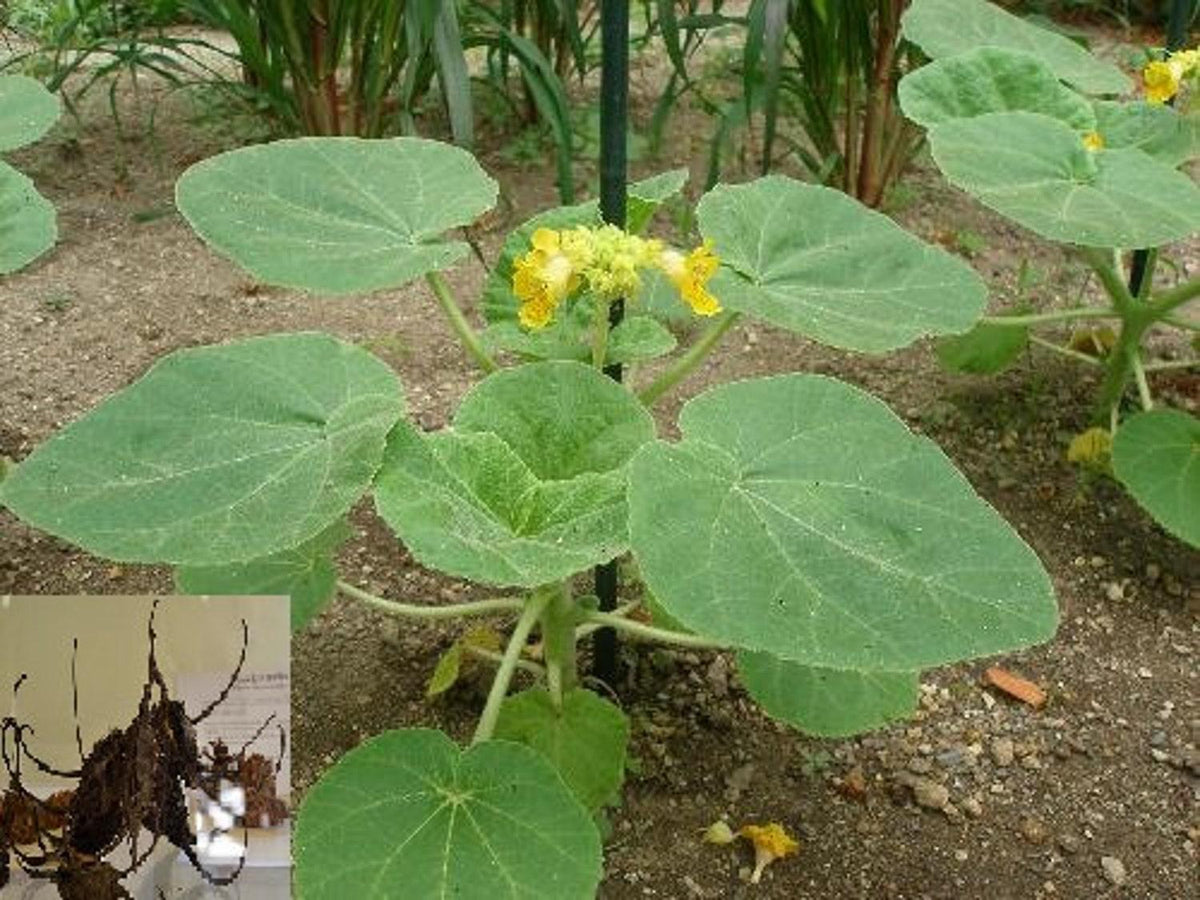 Ibicella Lutea Devil S Claw Protocarnivoro Diablo Plant 35+ Seeds Rare ...